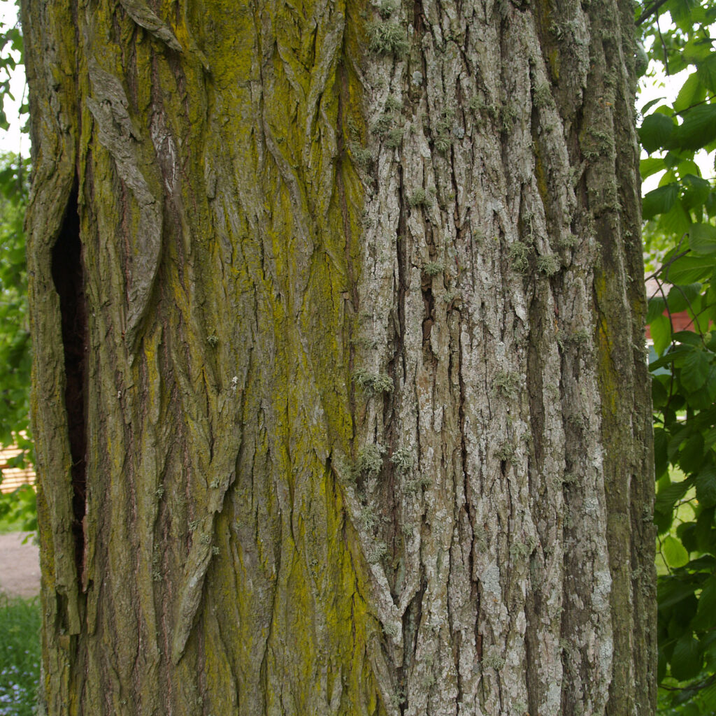 Hemslöjdsguiden » Alm