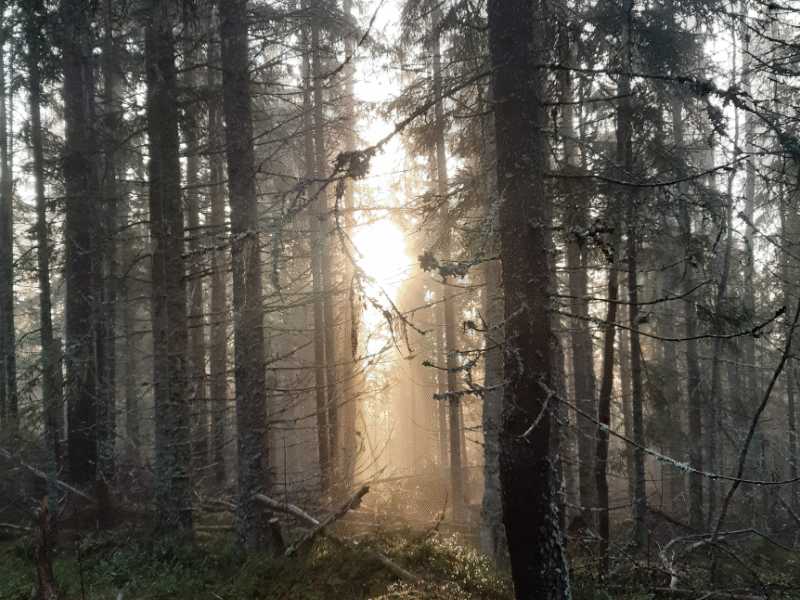 Hemslöjdsguiden » Trä