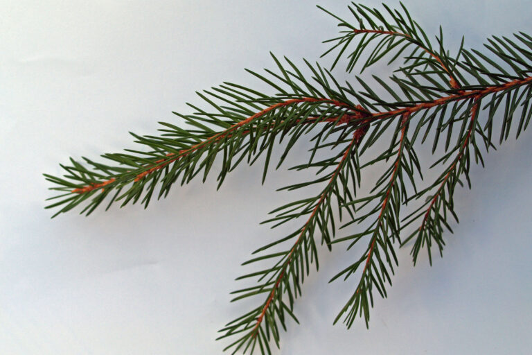 Hemslöjdsguiden » Gran