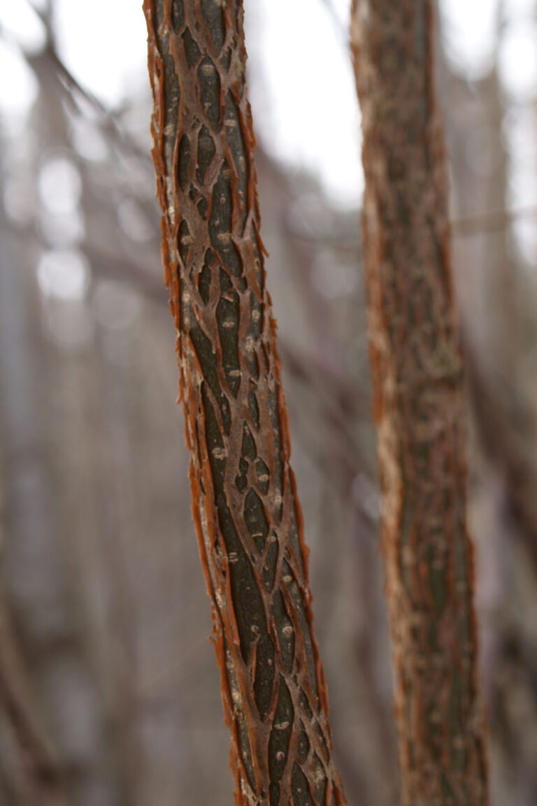 Hemslöjdsguiden » Hassel