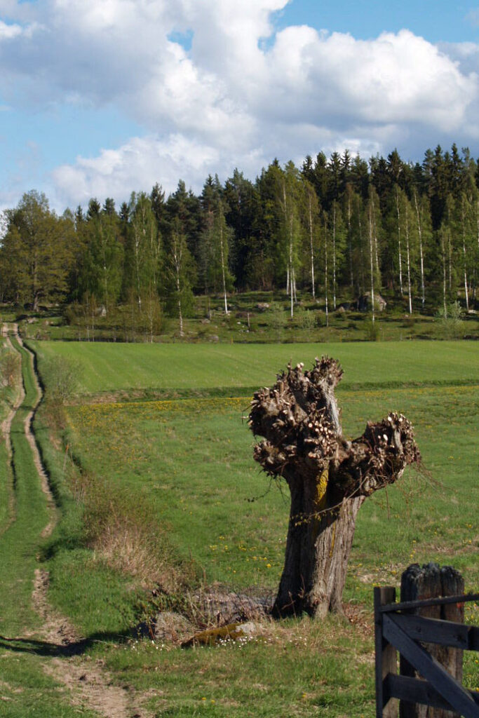 Hemslöjdsguiden » Lind