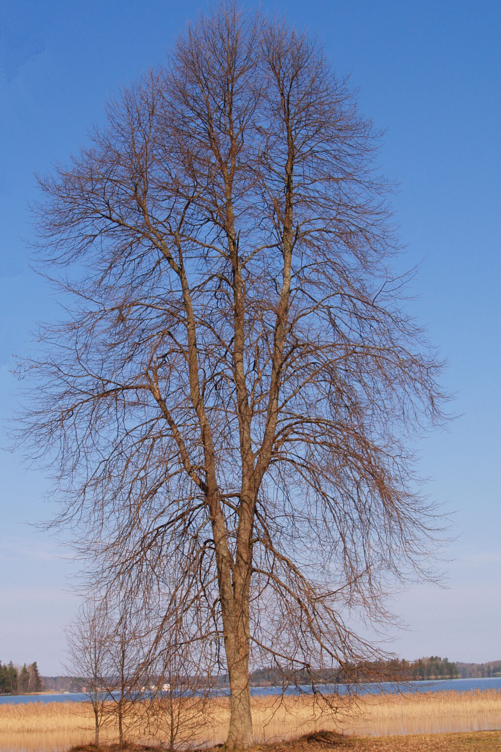 Hemslöjdsguiden » Lind