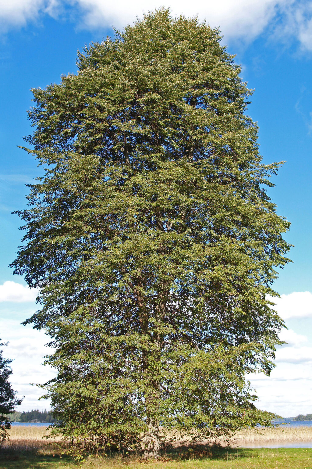 Hemslöjdsguiden » Lind