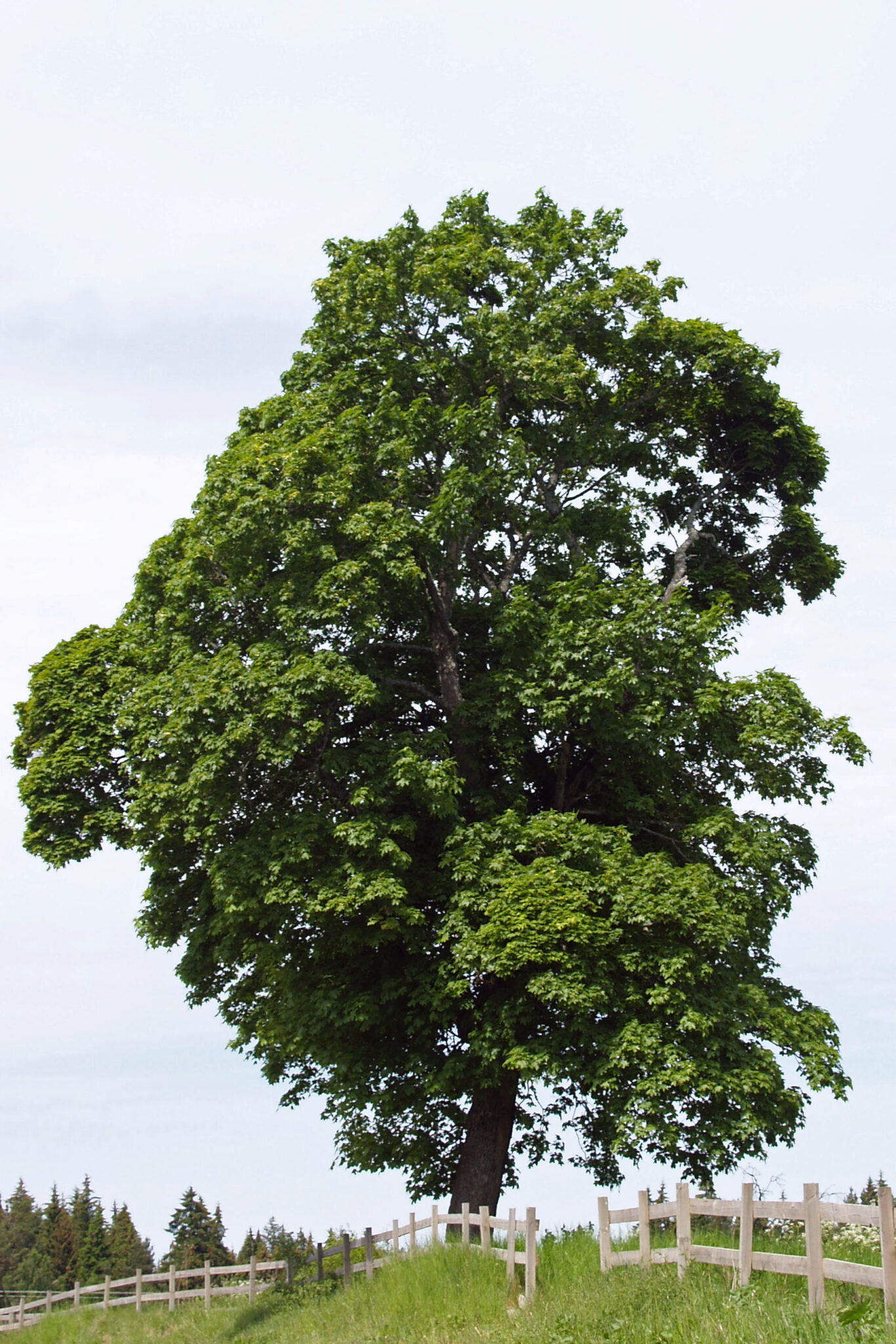 Hemslöjdsguiden » Lönn