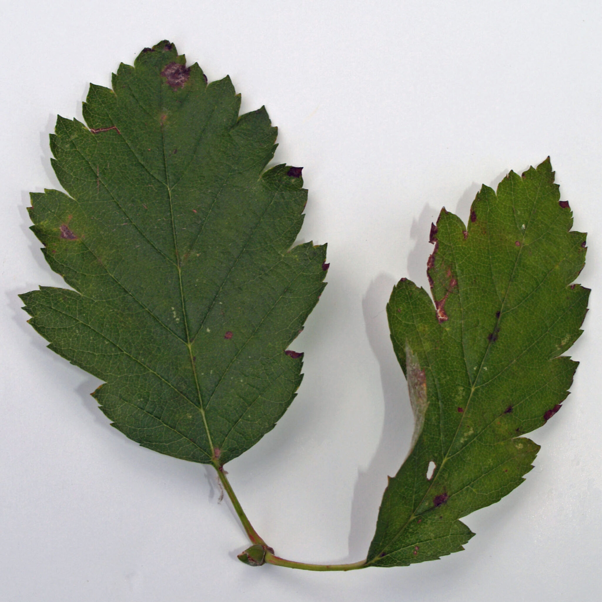 Hemslöjdsguiden » Oxel