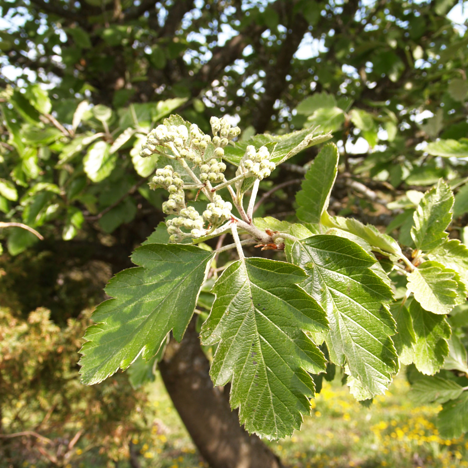 Hemslöjdsguiden » Oxel