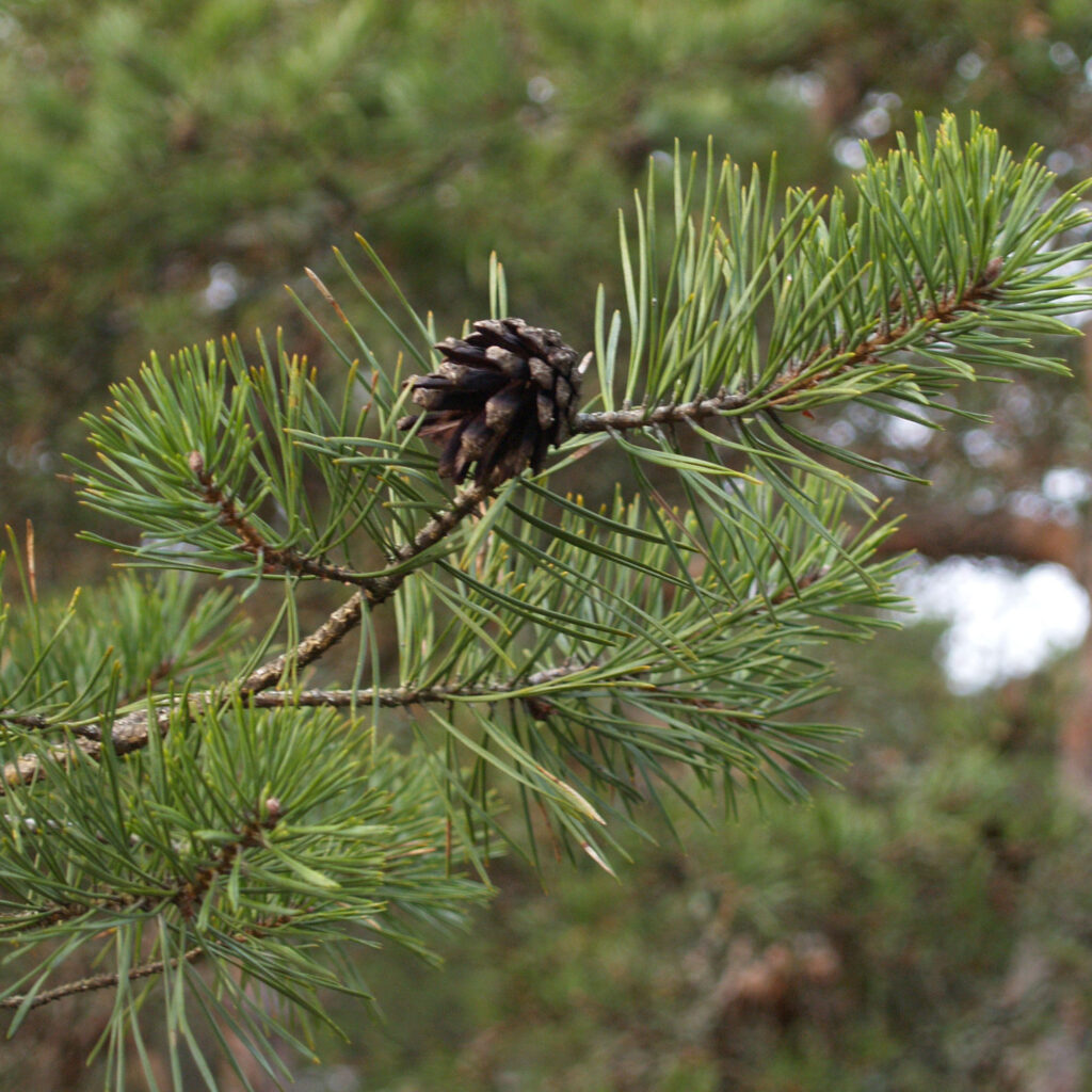 Hemslöjdsguiden » Tall