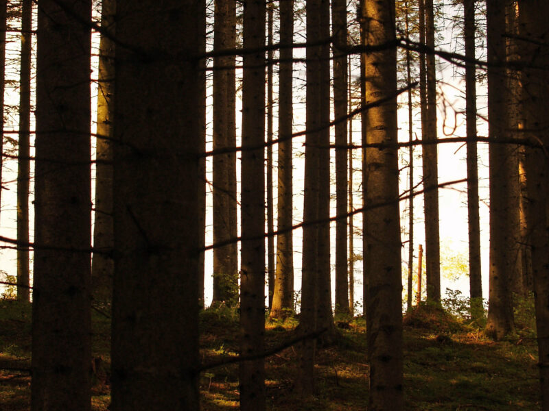 Hemslöjdsguiden » Fjällskog