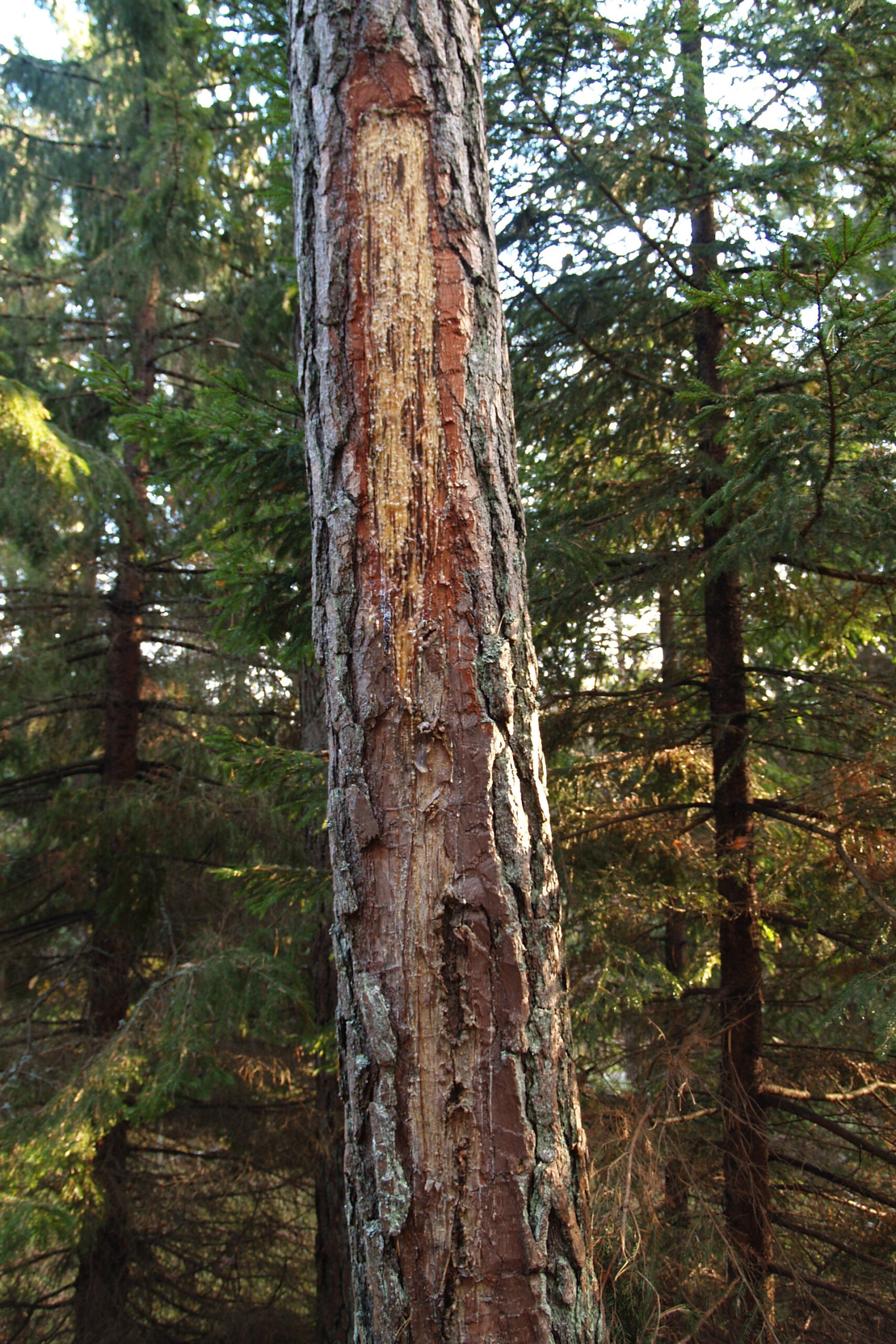 Hemslöjdsguiden » Fetved