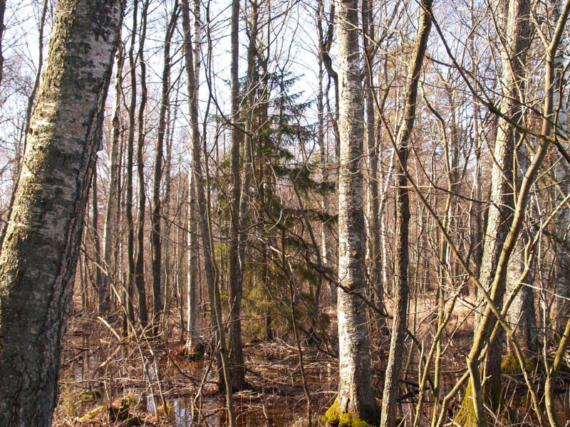 Hemslöjdsguiden » Barrskog